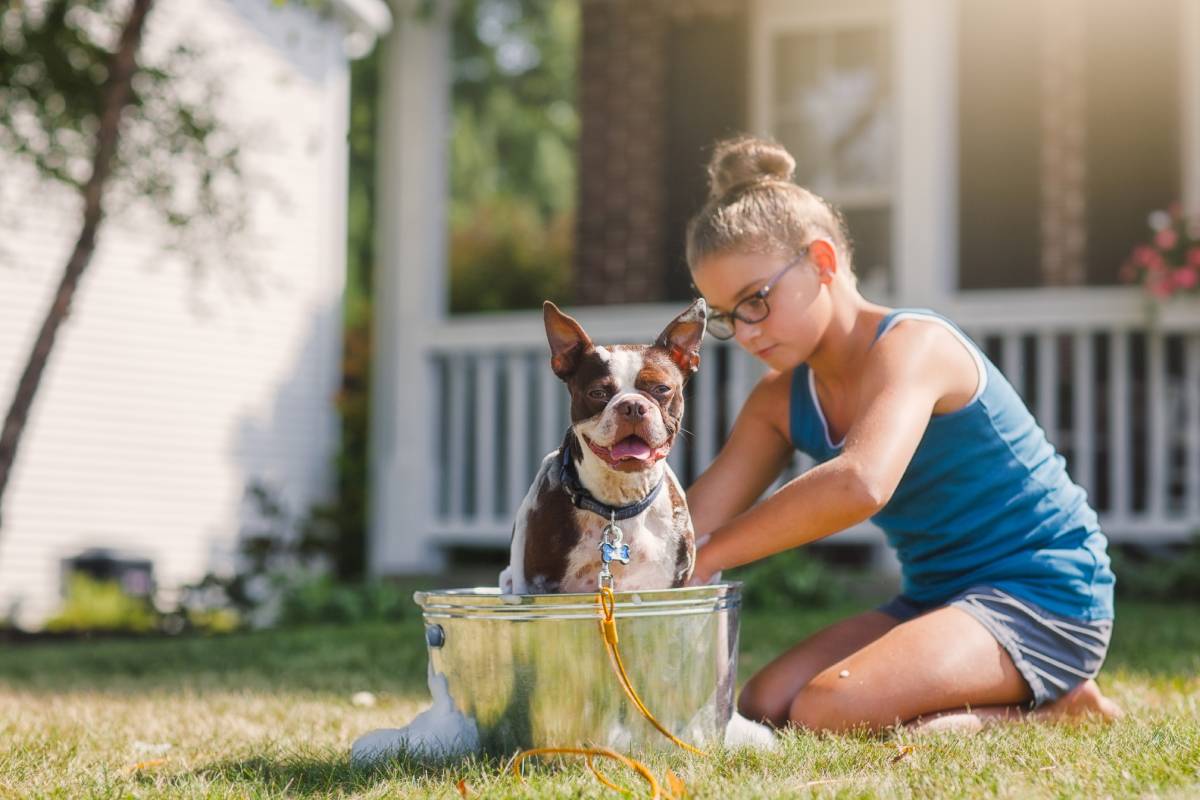 Protégez votre animal de compagnie de la chaleur